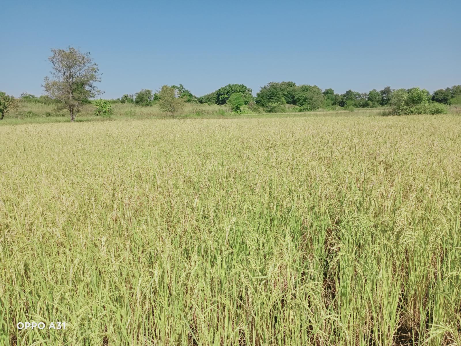 နတ်မောက်မြို့နယ် စာရံအိုင့်ကျေးရွာတွင် မိုးစပါးစံကွက်ရိတ်သိမ်း Information And Public